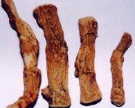 Tok Mudim - Galeri Gambar