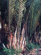 Nira Nipah - Cara-Cara Menghasilkan Nira