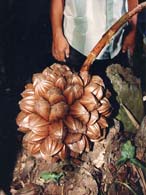 Nira Nipah - Cara-Cara Menghasilkan Nira