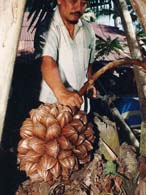 Nira Nipah - Cara-Cara Menghasilkan Nira