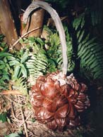 Nira Nipah - Cara-Cara Menghasilkan Nira