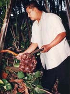 Nira Nipah - Cara-Cara Menghasilkan Nira